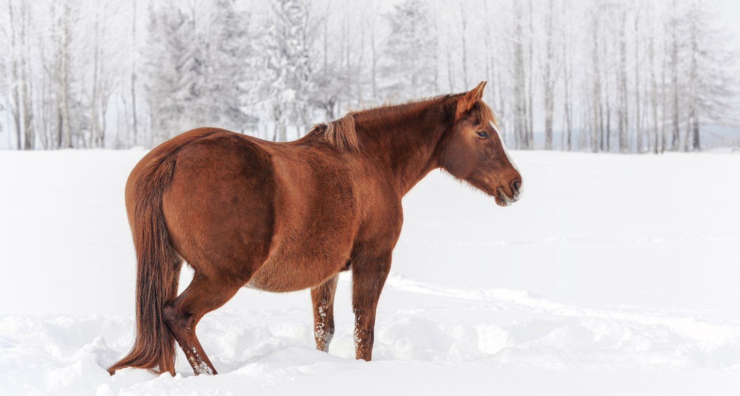 Wintervacht paard: aanmaak en ondersteunen met voeding! - Pets Place