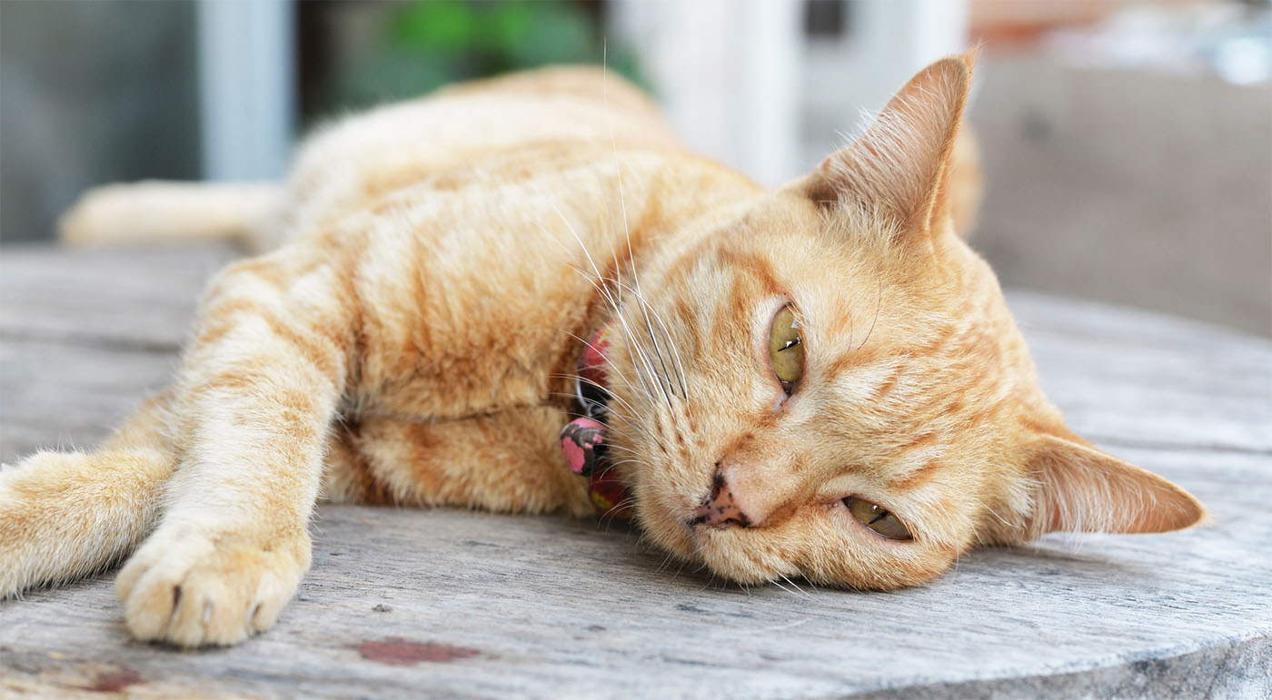 Een zieke kat herkennen d.m.v. eenvoudige tips - Pets Place