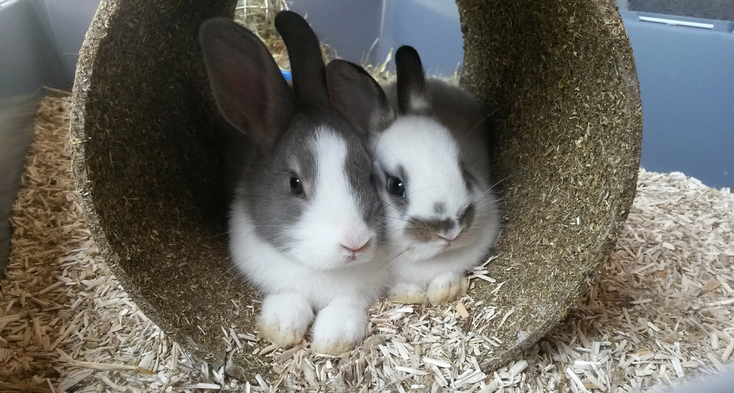 Spelen met je konijnen - Pets Place