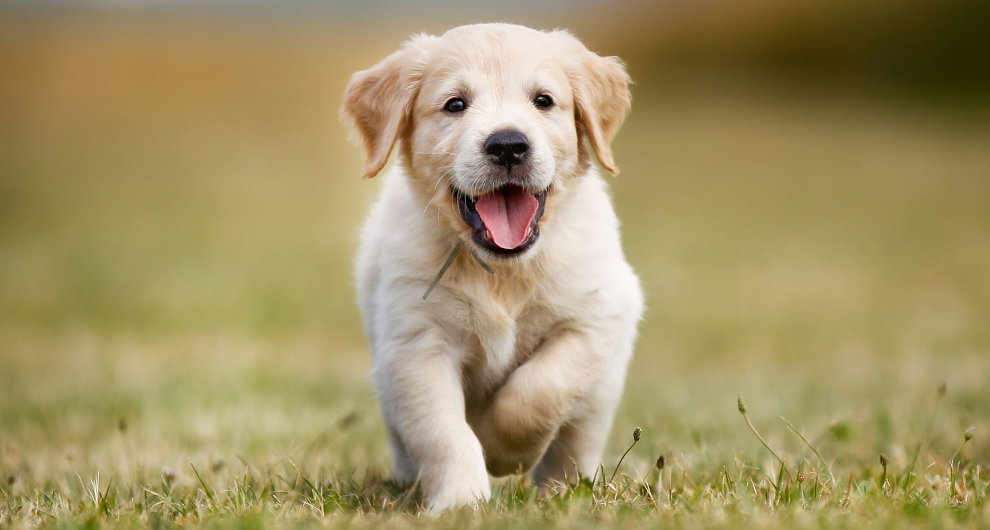 Een puppy zindelijk maken - Pets Place