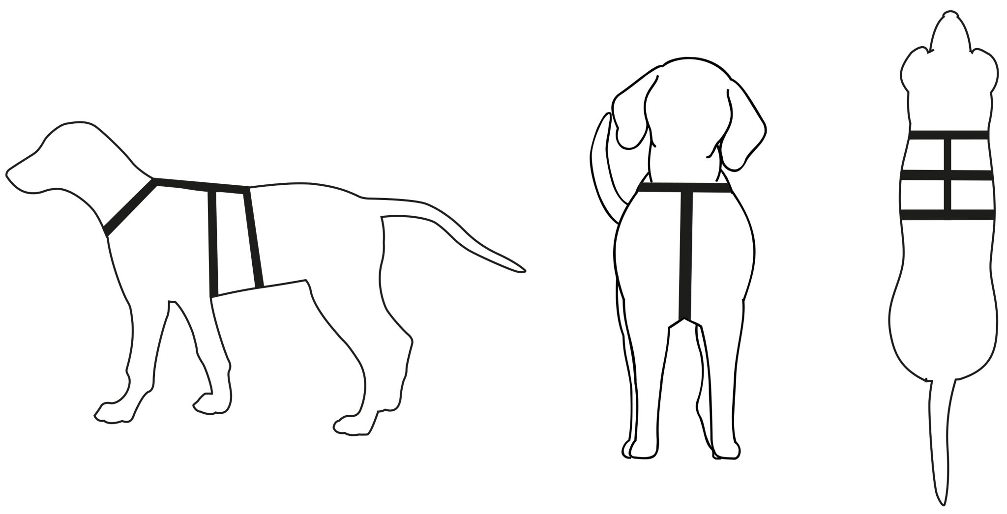 Wat is beter: een halsband of een tuig? Pets Place geeft antwoord!