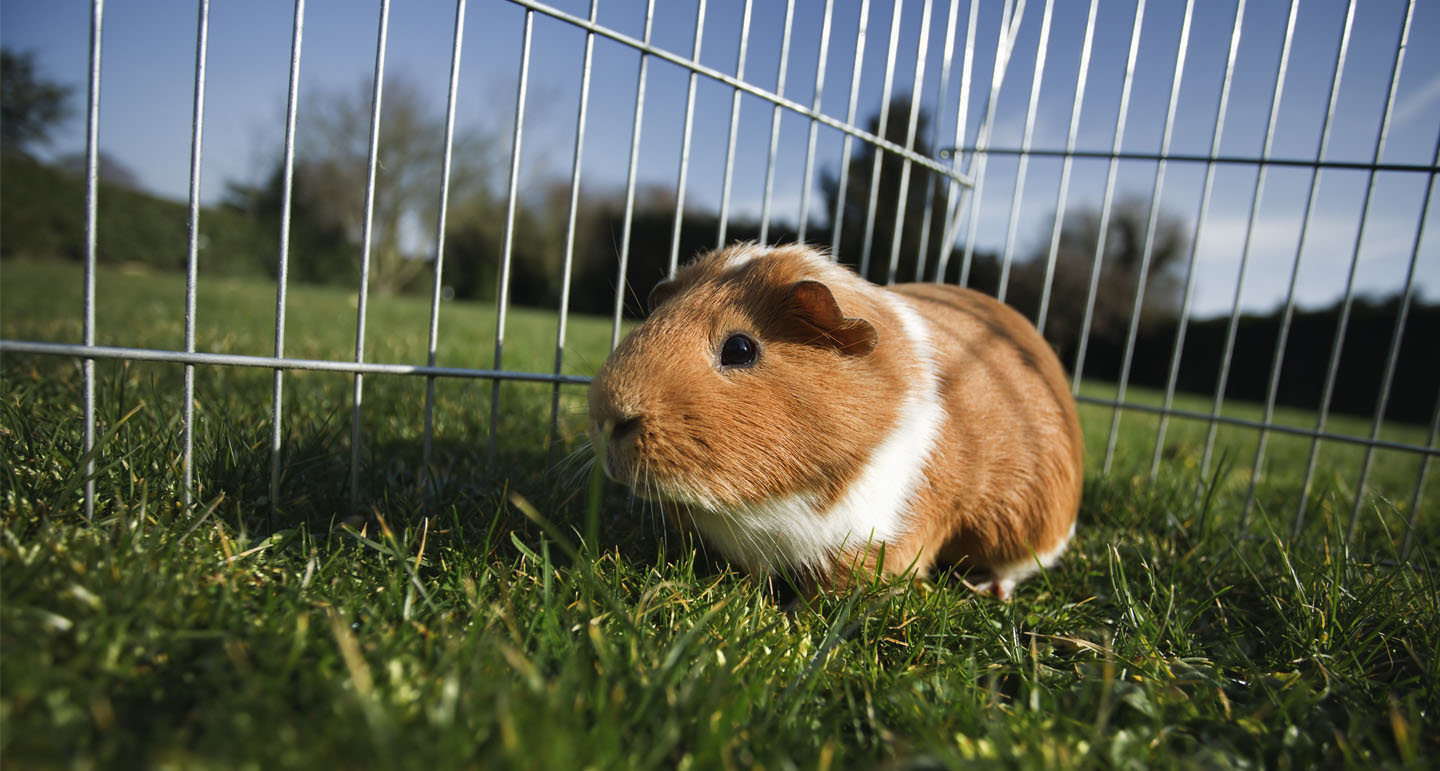 Cavia's kopen: waar moet je op letten? - Pets Place