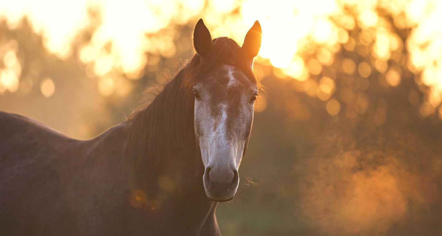 Paarden in de herfst: samen de herfst door met deze tips! - Pets Place