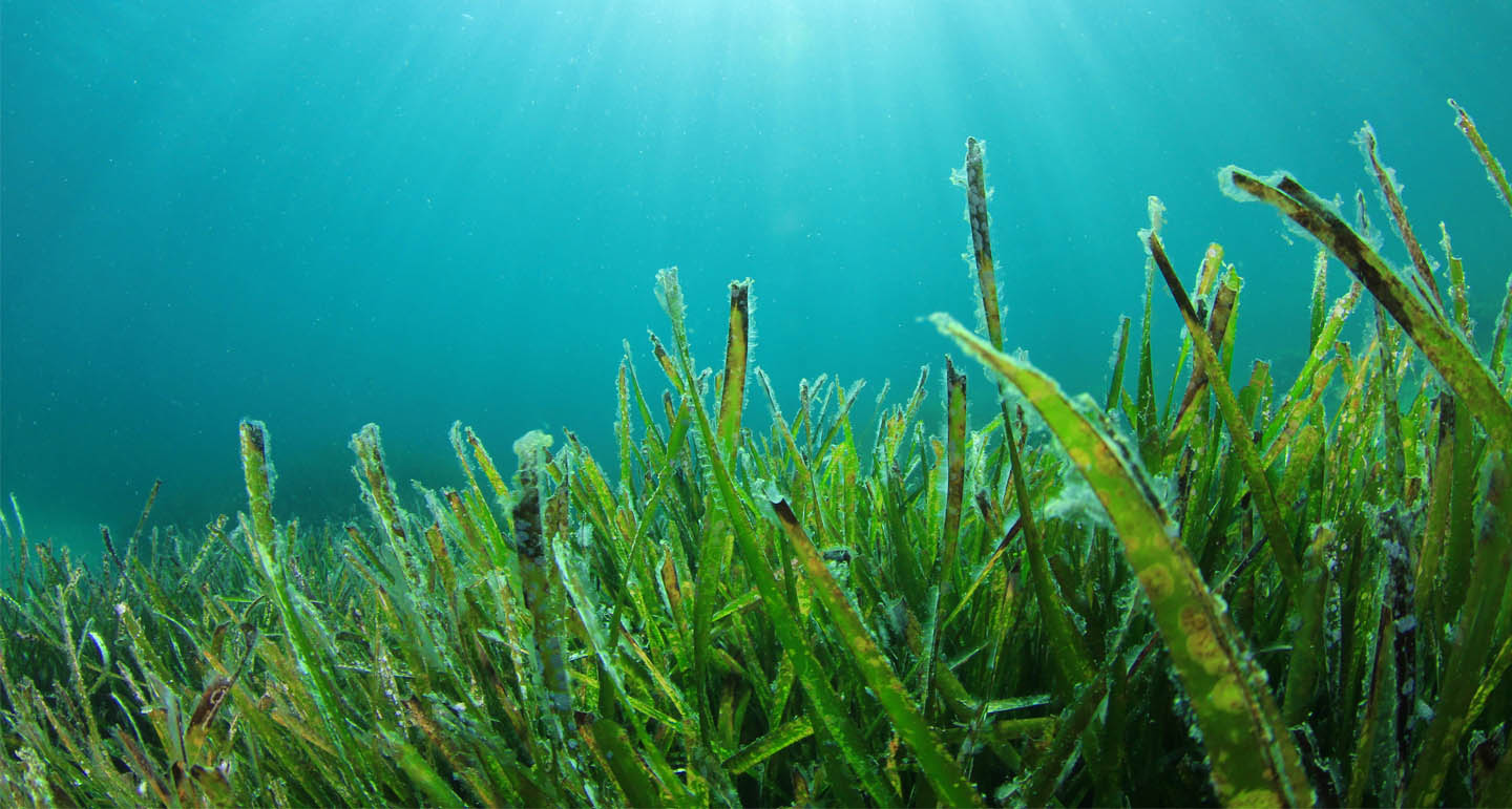 De meest voorkomende algensoorten in je aquarium - Pets Place