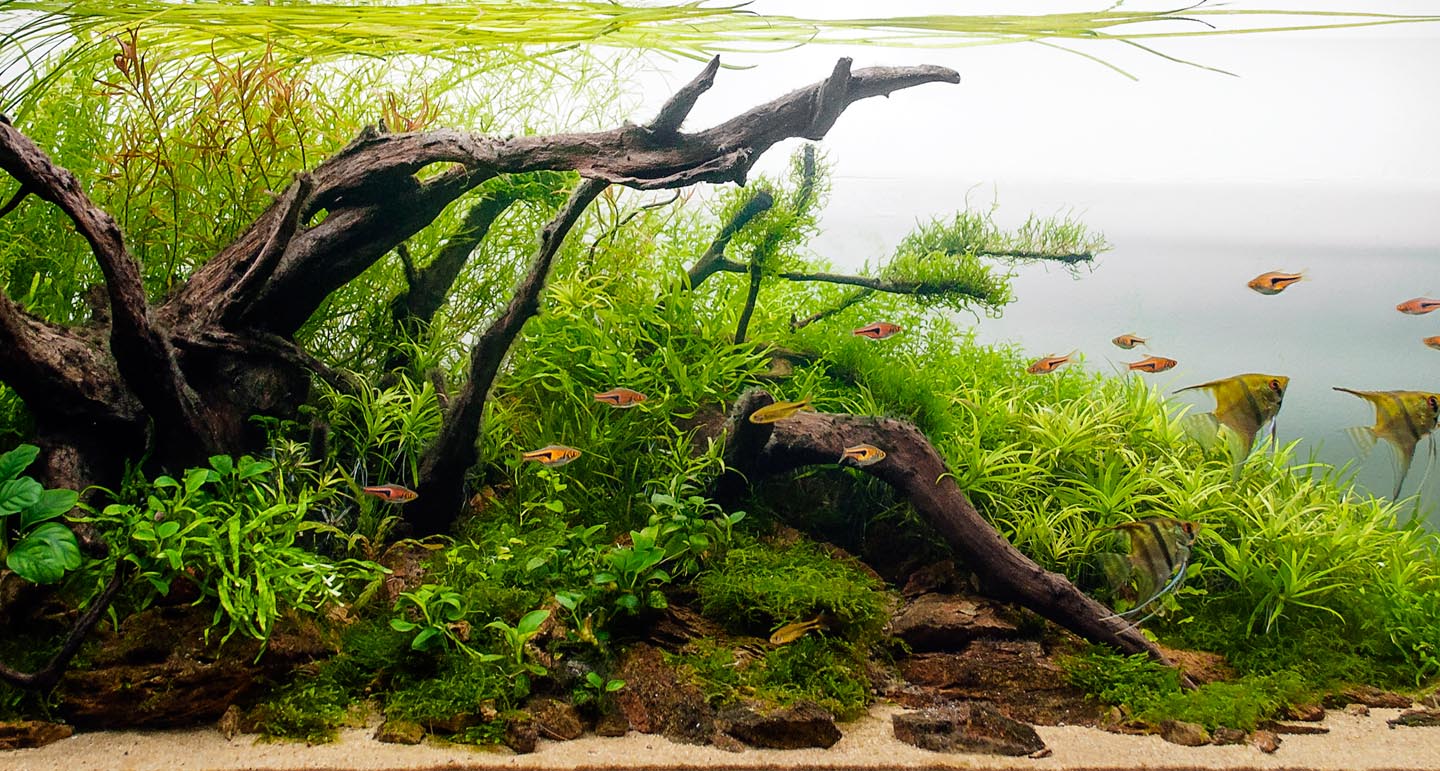 Aquascaping; creëer je eigen aquariumlandschap - Pets Place