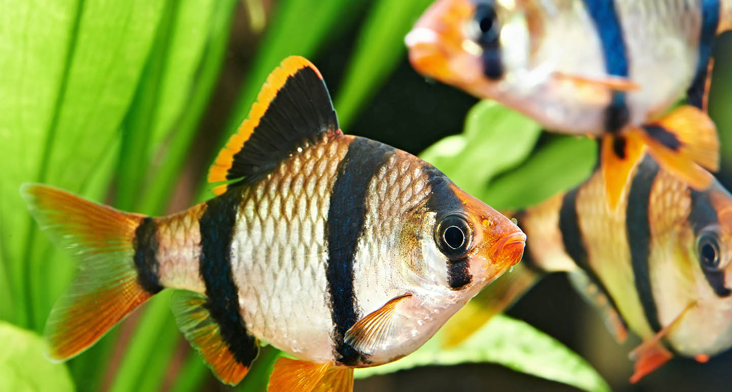 Het gedrag van een vis - Pets Place