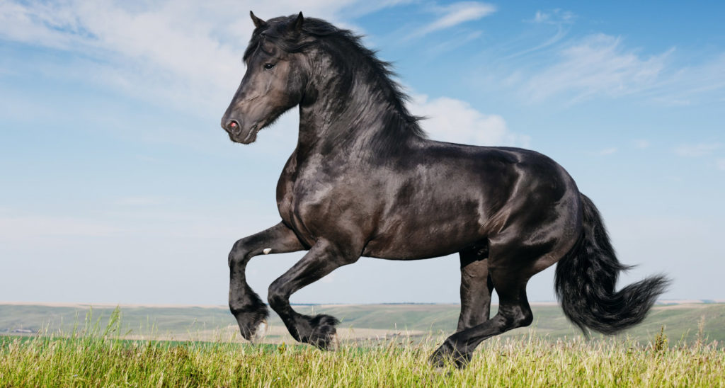 gespierd paard - Pets Place