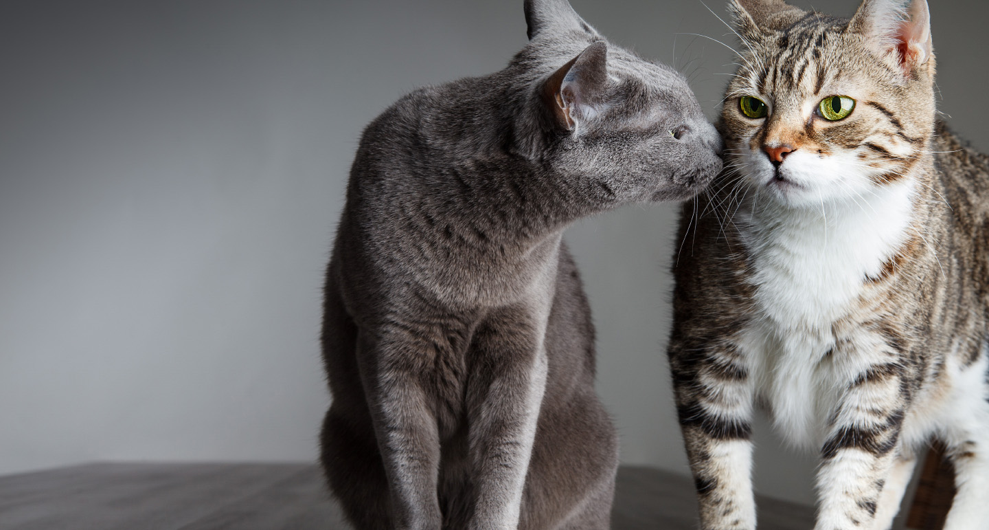 Kattenbakvulling voor huishoudens met meerdere katten - Pets Place