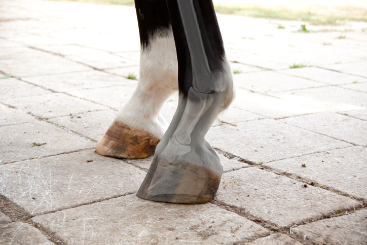 Hoefbevangenheid bij paarden - Pets Place