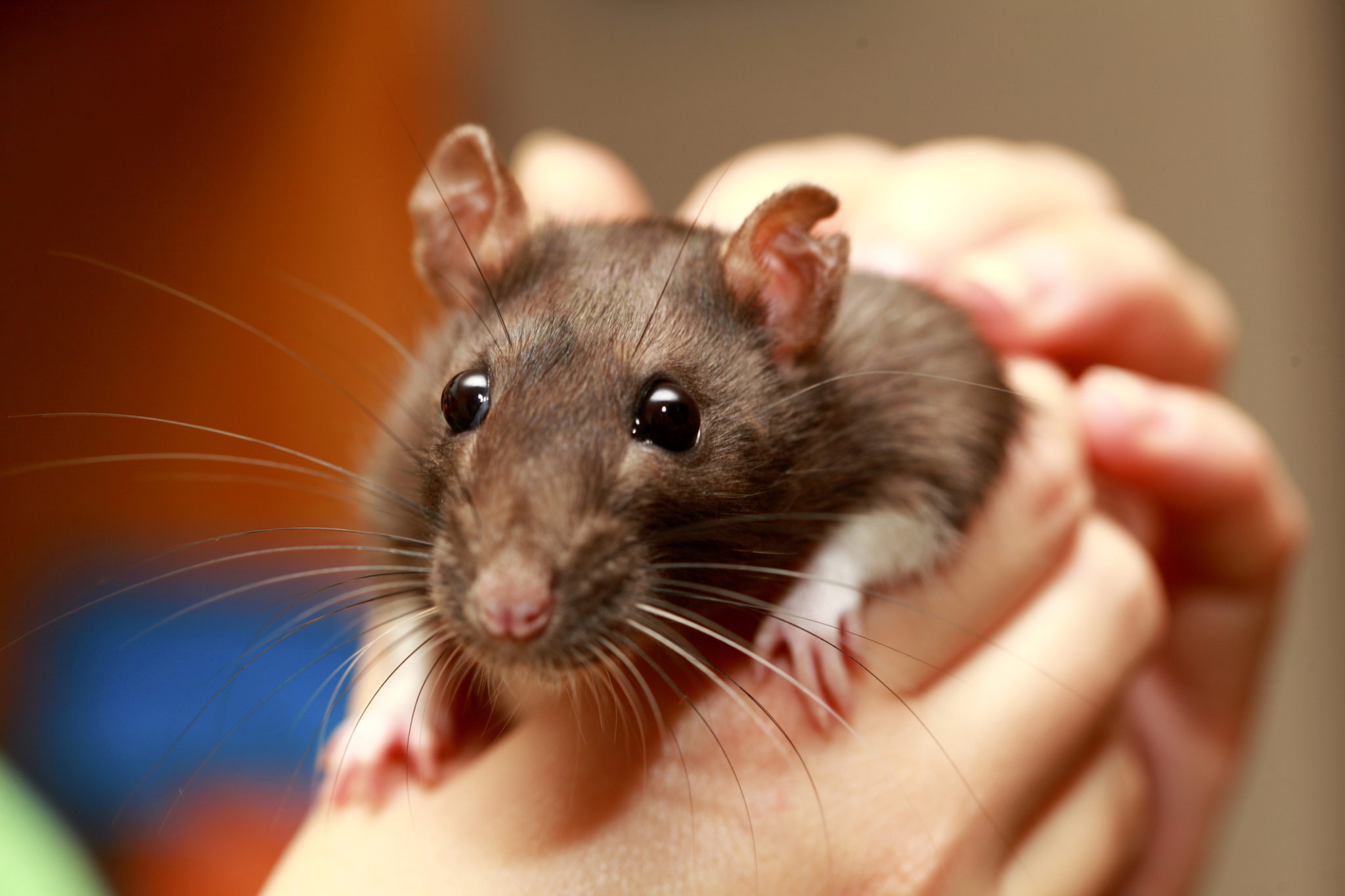 Allemaal leuke weetjes over ratten als huisdieren - Pets Place