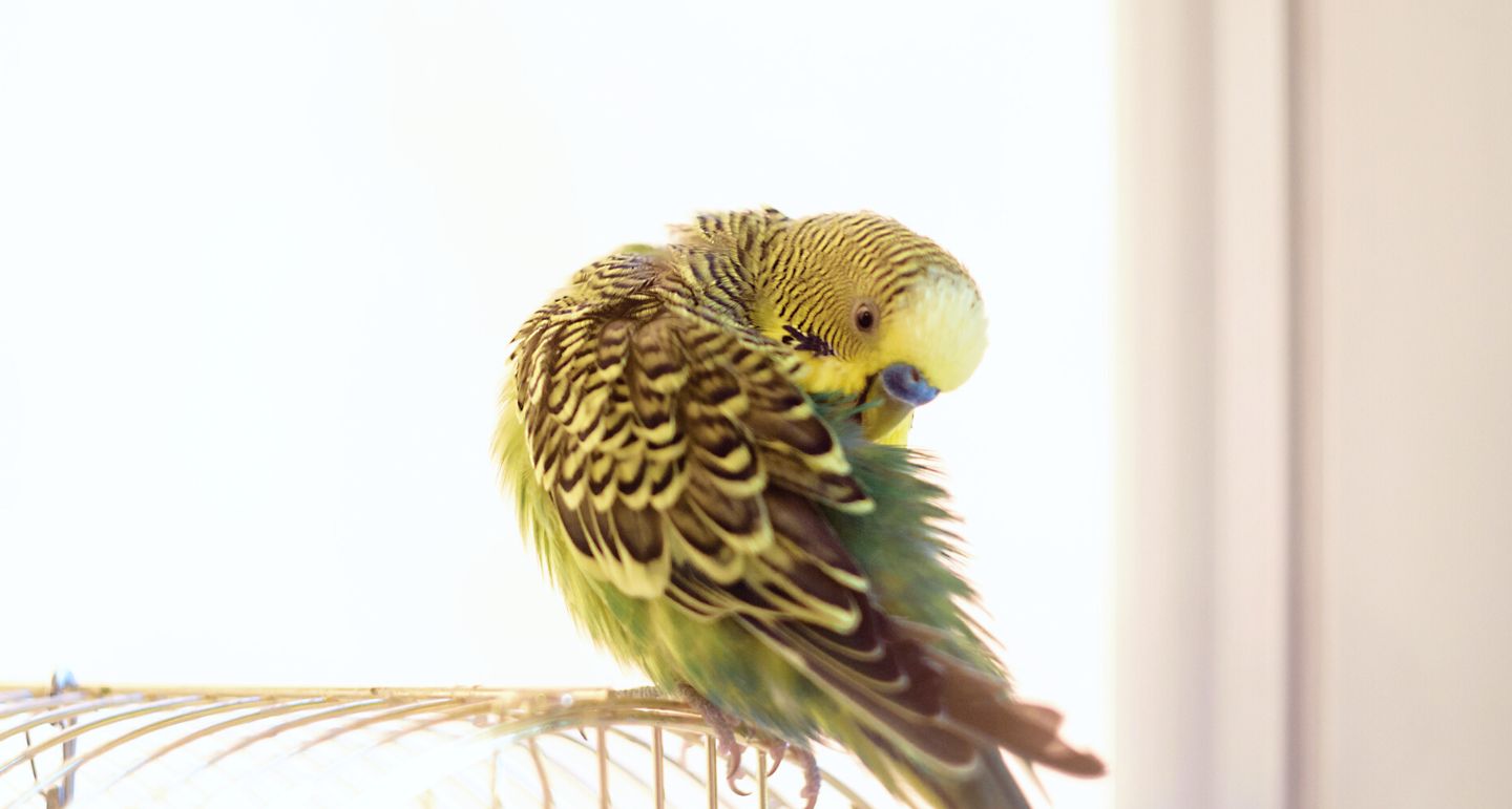 Veren vogel: verzorgen en ondersteunen! - Pets Place