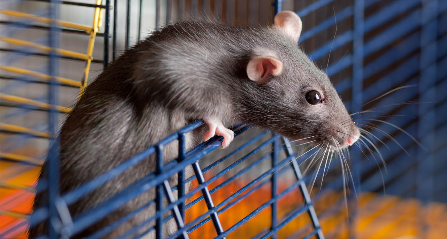 Welk soort voer kun je jouw rat geven? - Pets Place