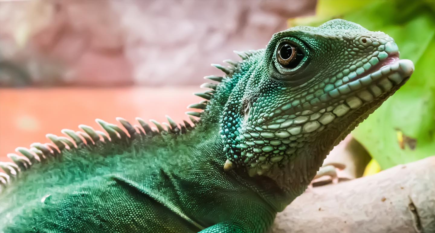 Wat is het beste voer voor jouw reptiel? Je leest het bij Pets Place!