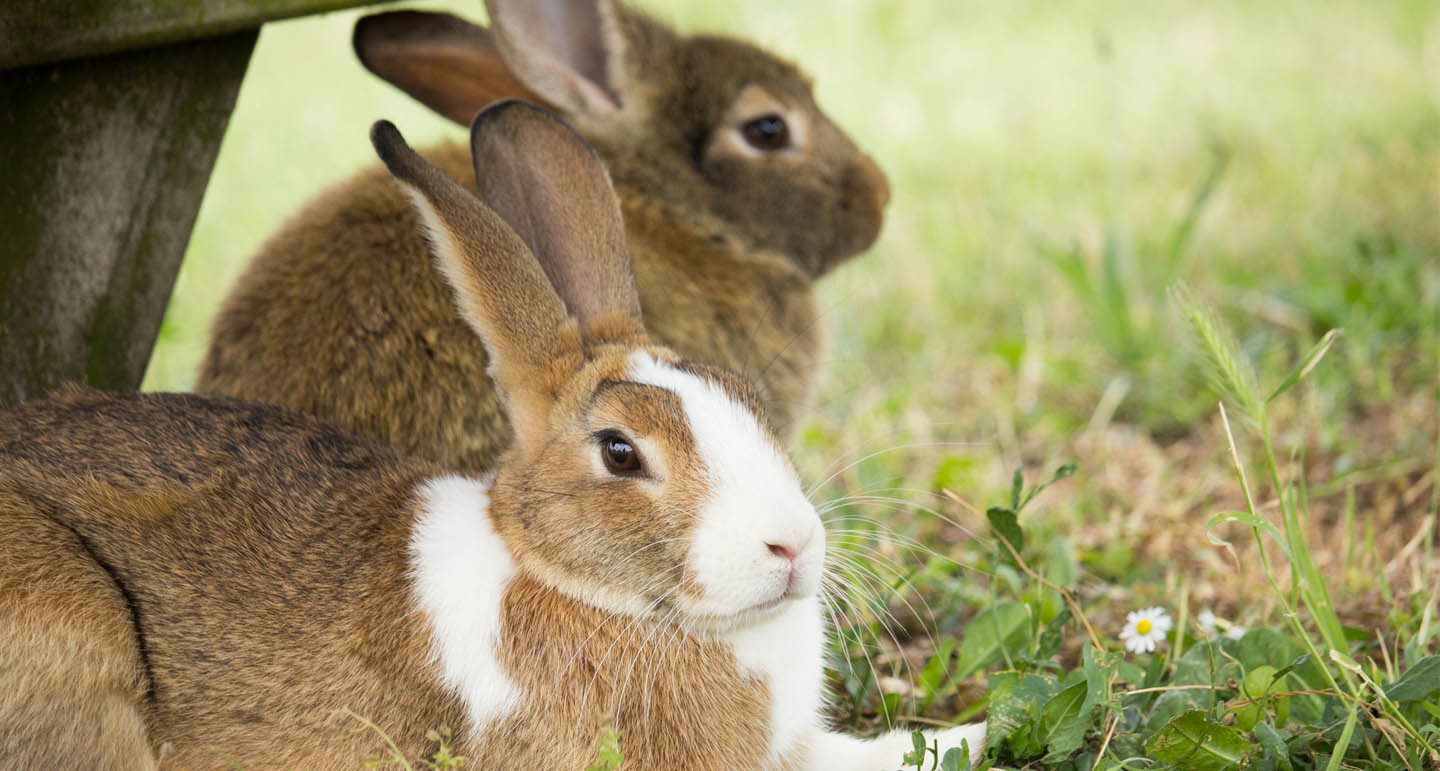 Bruine konijnen - Pets Place