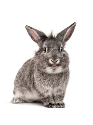 De konijnenvacht: kammen en verzorging - Pets Place