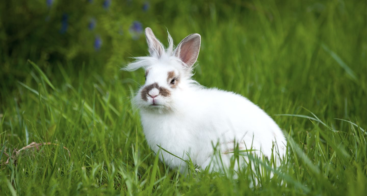 De konijnenvacht: kammen en verzorging - Pets Place