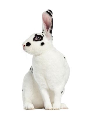 De konijnenvacht: kammen en verzorging - Pets Place