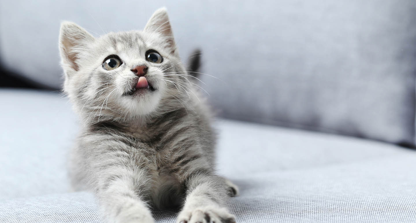 Een nieuwe kat laten wennen - Pets Place