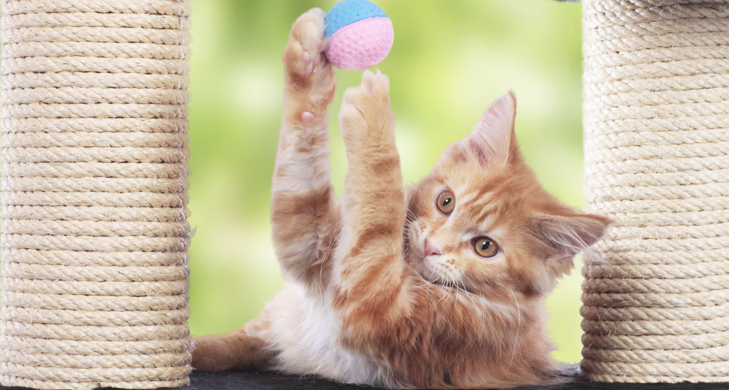 Hoe zorg je dat jouw kat aan de krabpaal krabt? - Pets Place