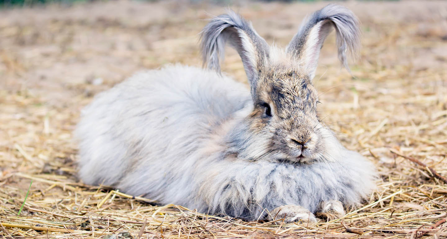 De vacht van een angorakonijn - Pets Place