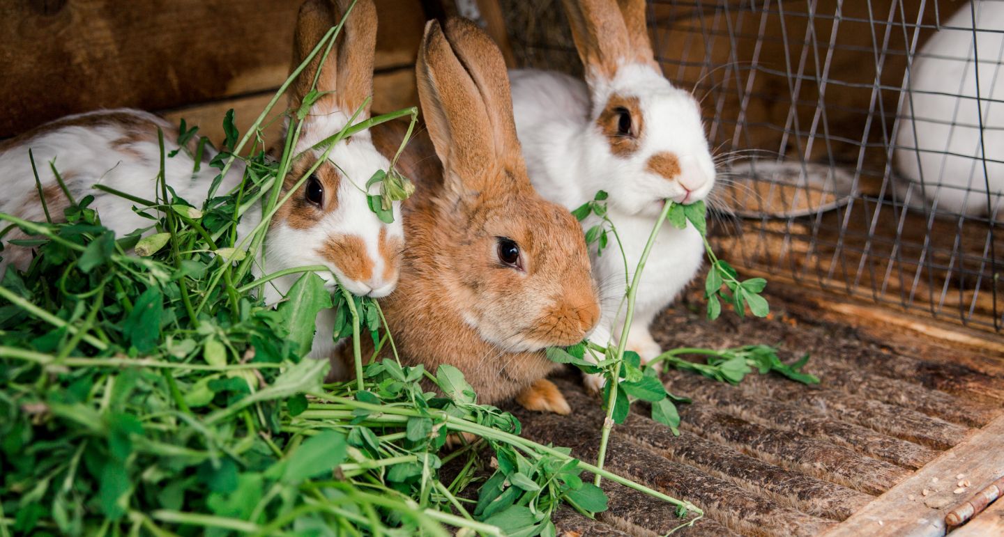 Konijn Advies - Pets Place