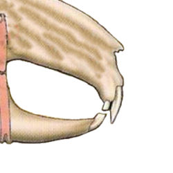 Stifttanden konijn (transparant) - Pets Place