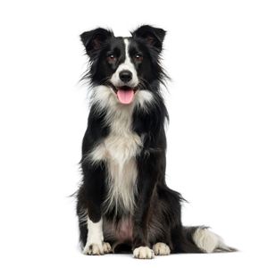 Vachtverzorging hond: bekijk alle tips voor je hond hier! - Pets Place
