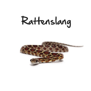 Informatie over reptielen - Pets Place