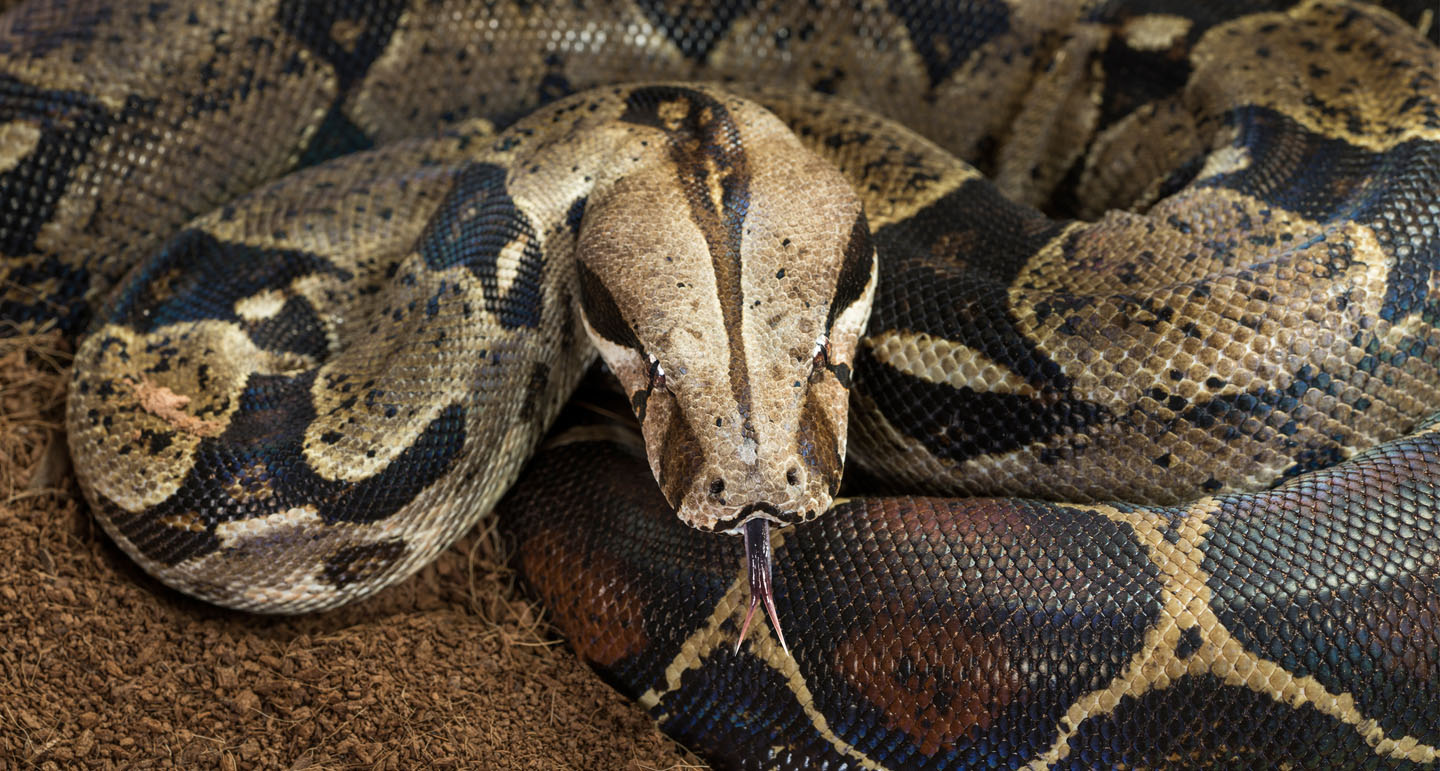 Informatie over de boa constrictor - Pets Place