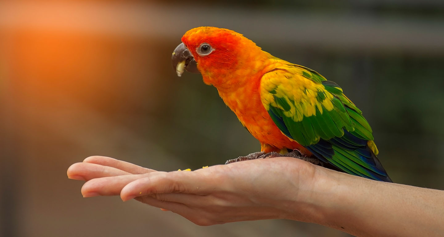 Eenkennigheid bij papegaaien - Pets Place