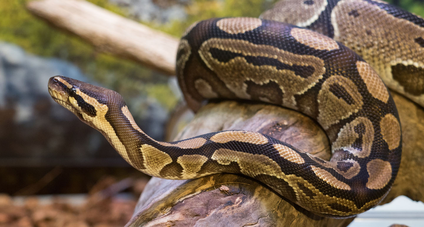 Informatie Over De Python Pets Place Informatie Over De Python Pets Place