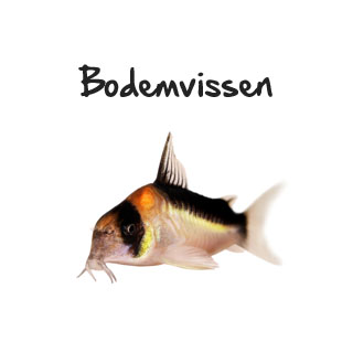 Informatie over vissen - Pets Place