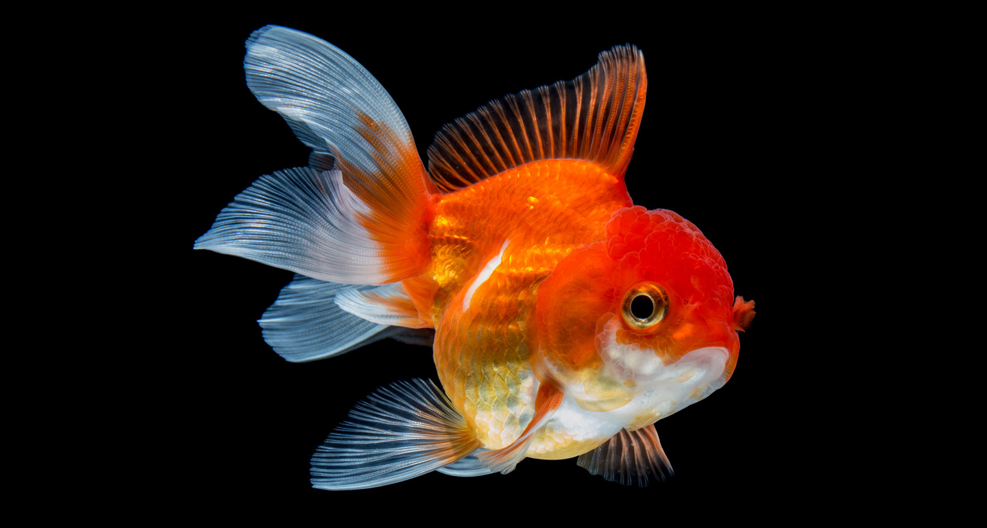 goudvis - Pets Place