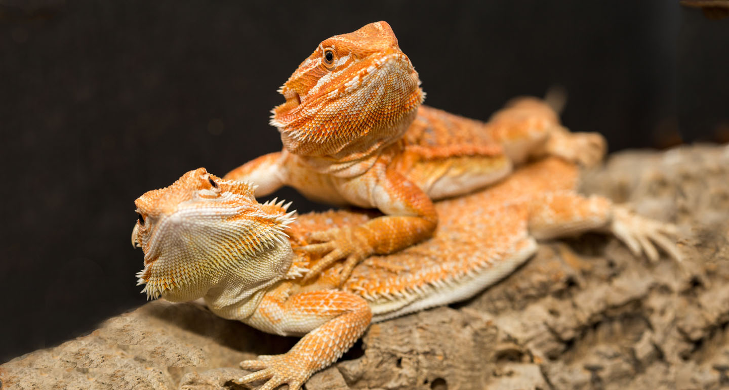 omslag subpagina reptiel - Pets Place