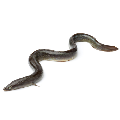 Tips om paling te vissen in Nederland - Pets Place