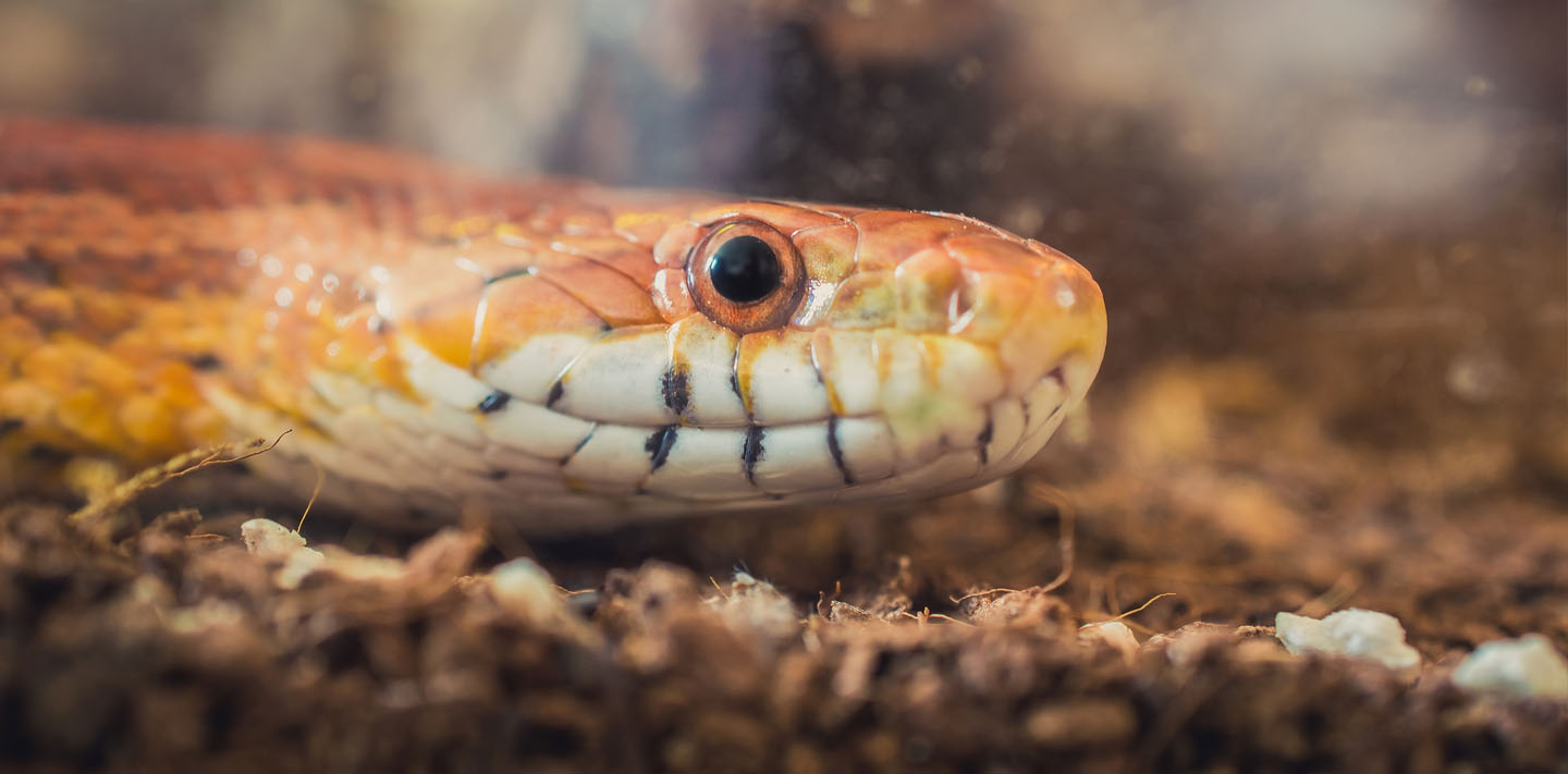 Informatie over de rode rattenslang - Pets Place