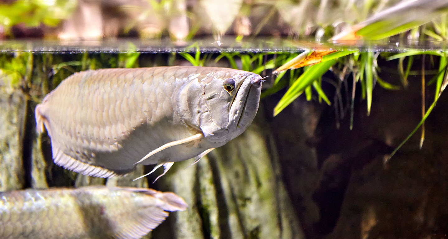 Roofvissen in Nederland - Pets Place