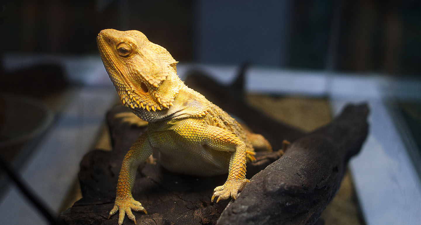 Informatie over reptielen - Pets Place