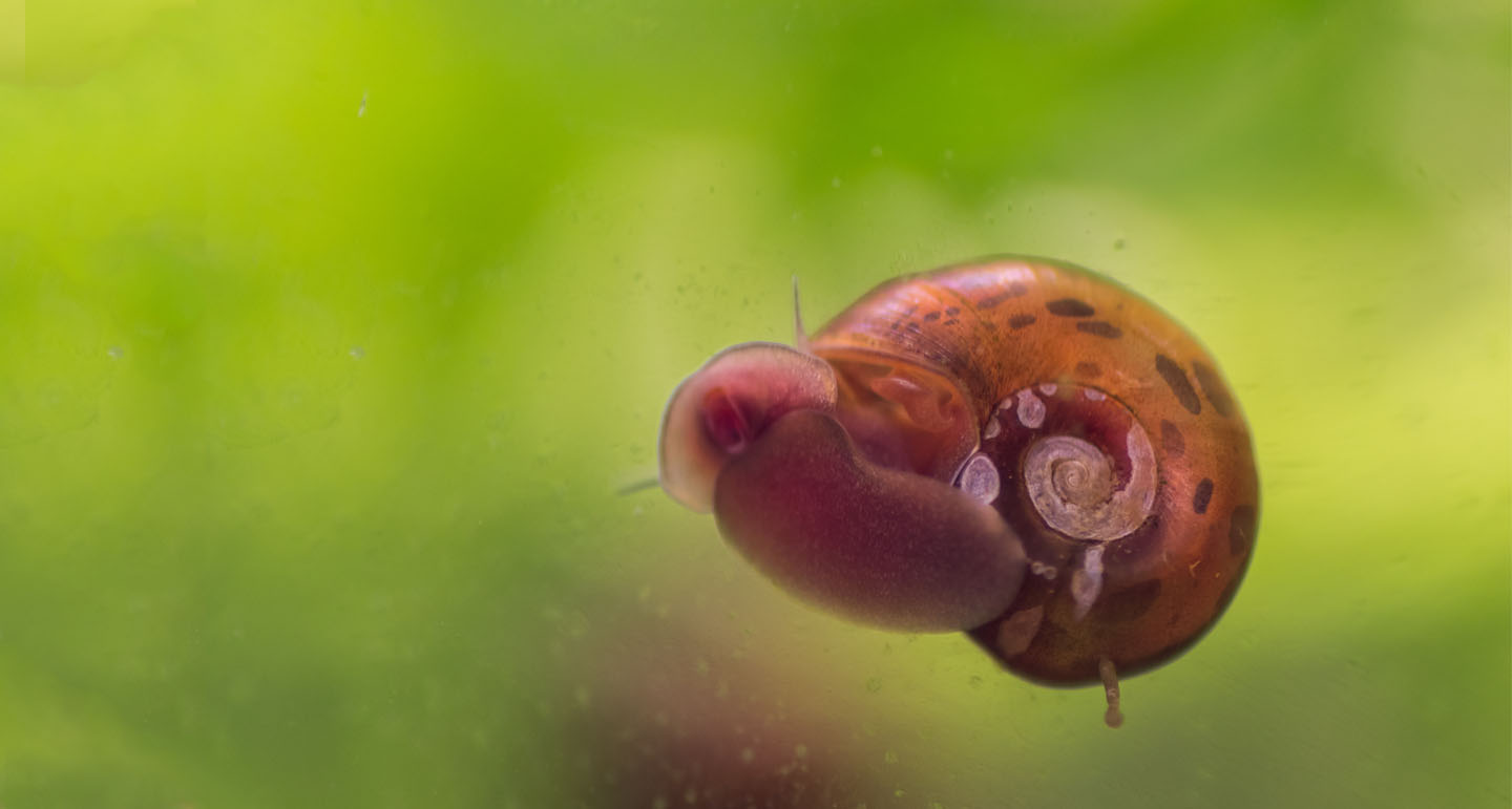 Informatie over weekdieren - Pets Place