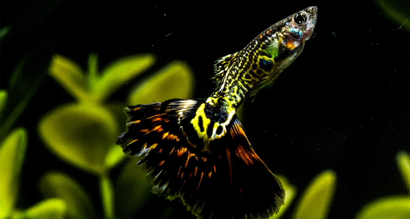 Alles over de verzorging van Guppy's in je aquarium - Pets Place