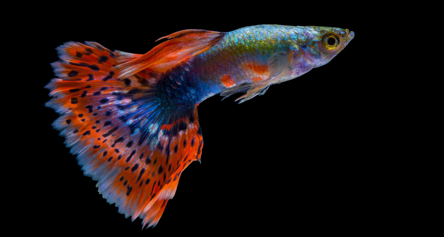 Guppy - Pets Place