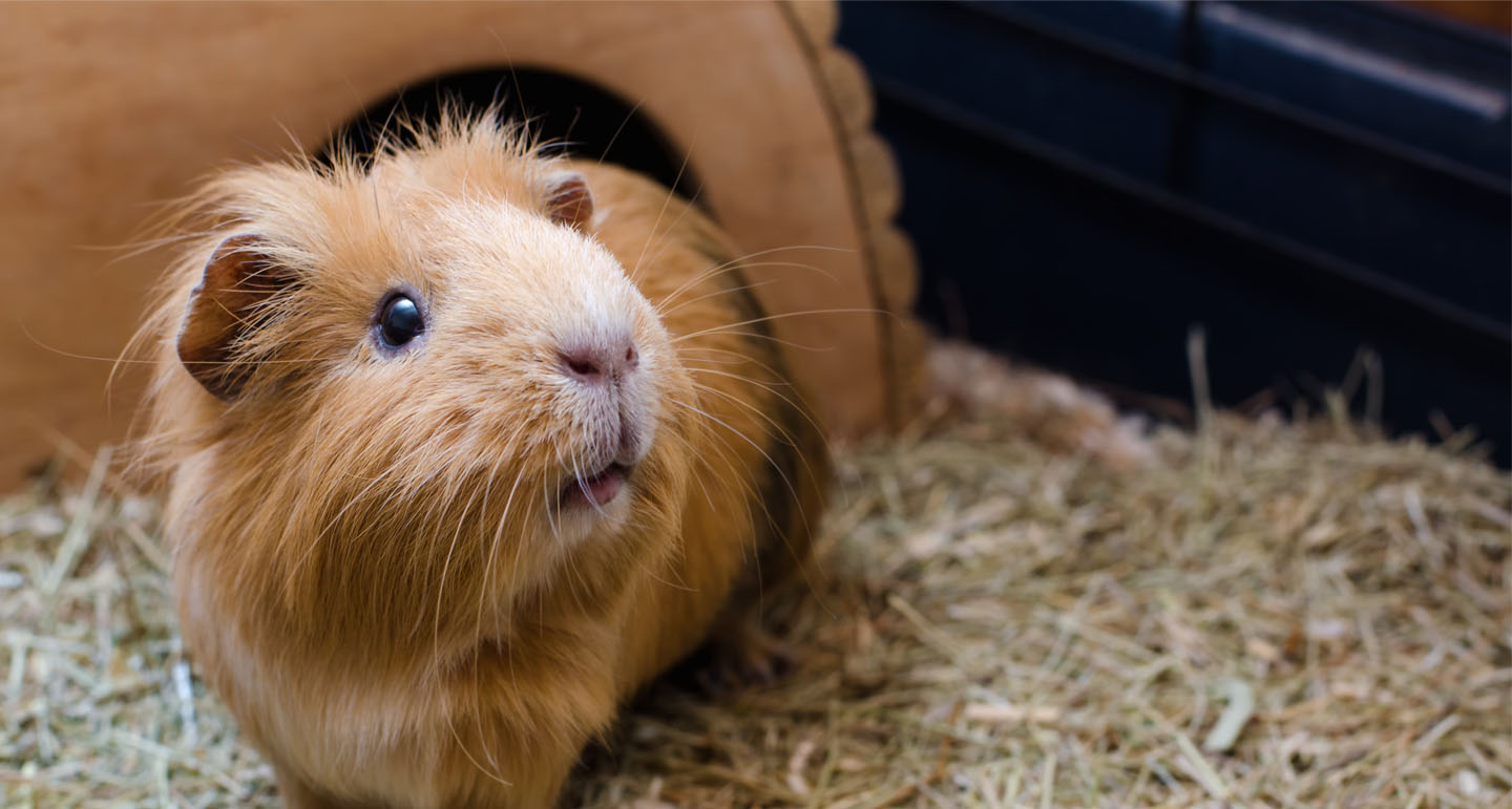 Informatie over de cavia - Pets Place