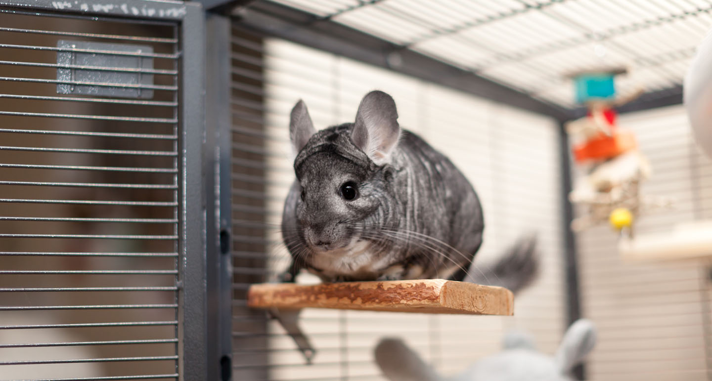 Informatie over de chinchilla - Pets Place
