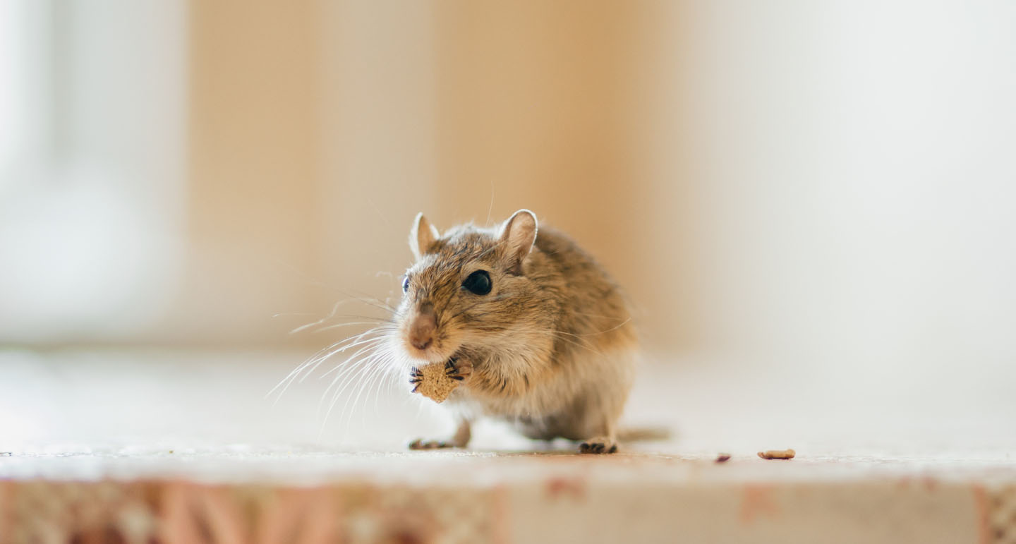 Informatie over de gerbil - Pets Place