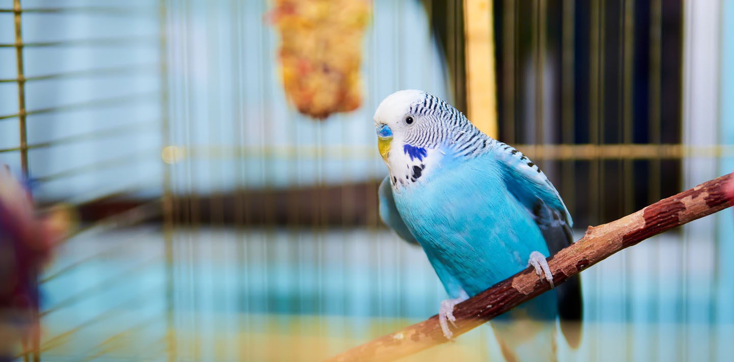 Informatie over de grasparkiet - Pets Place