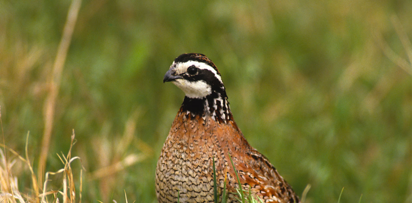 Informatie over de kwartel - Pets Place