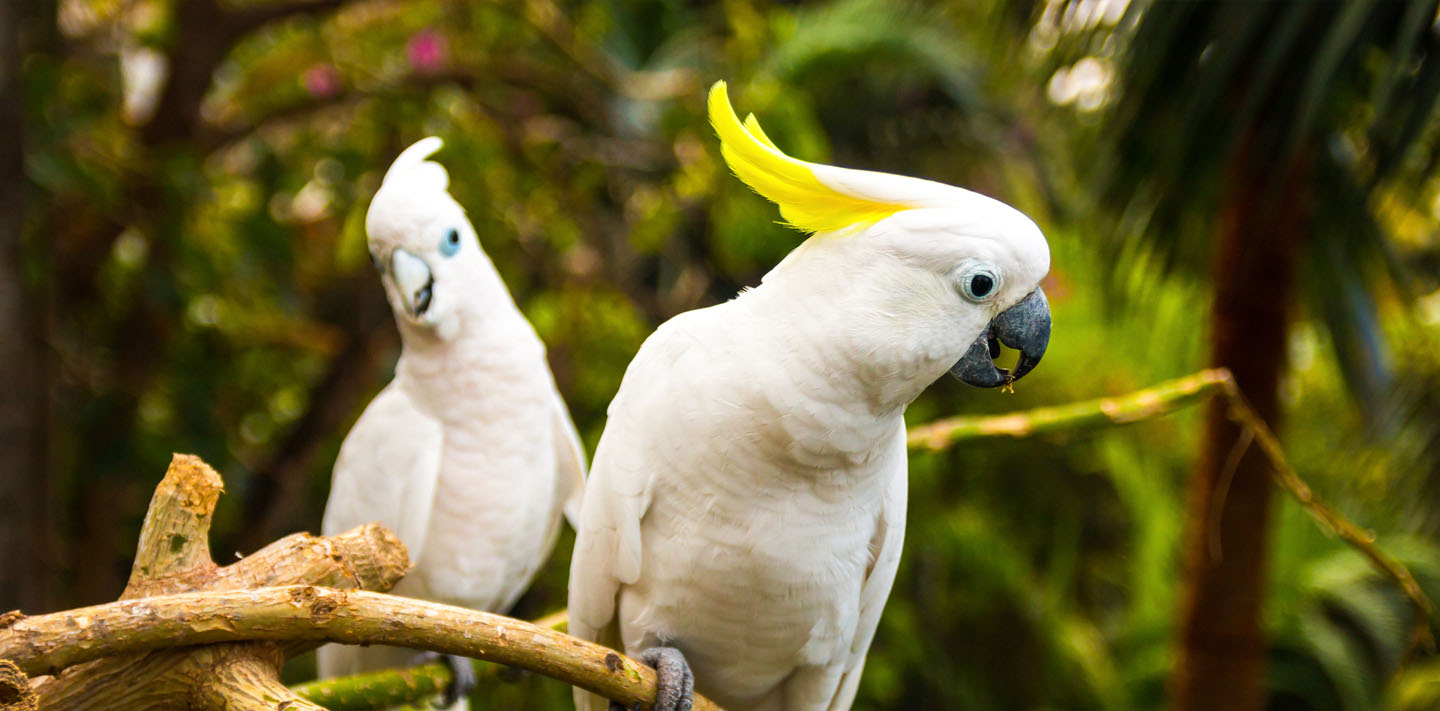 papegaai informatie - Pets Place