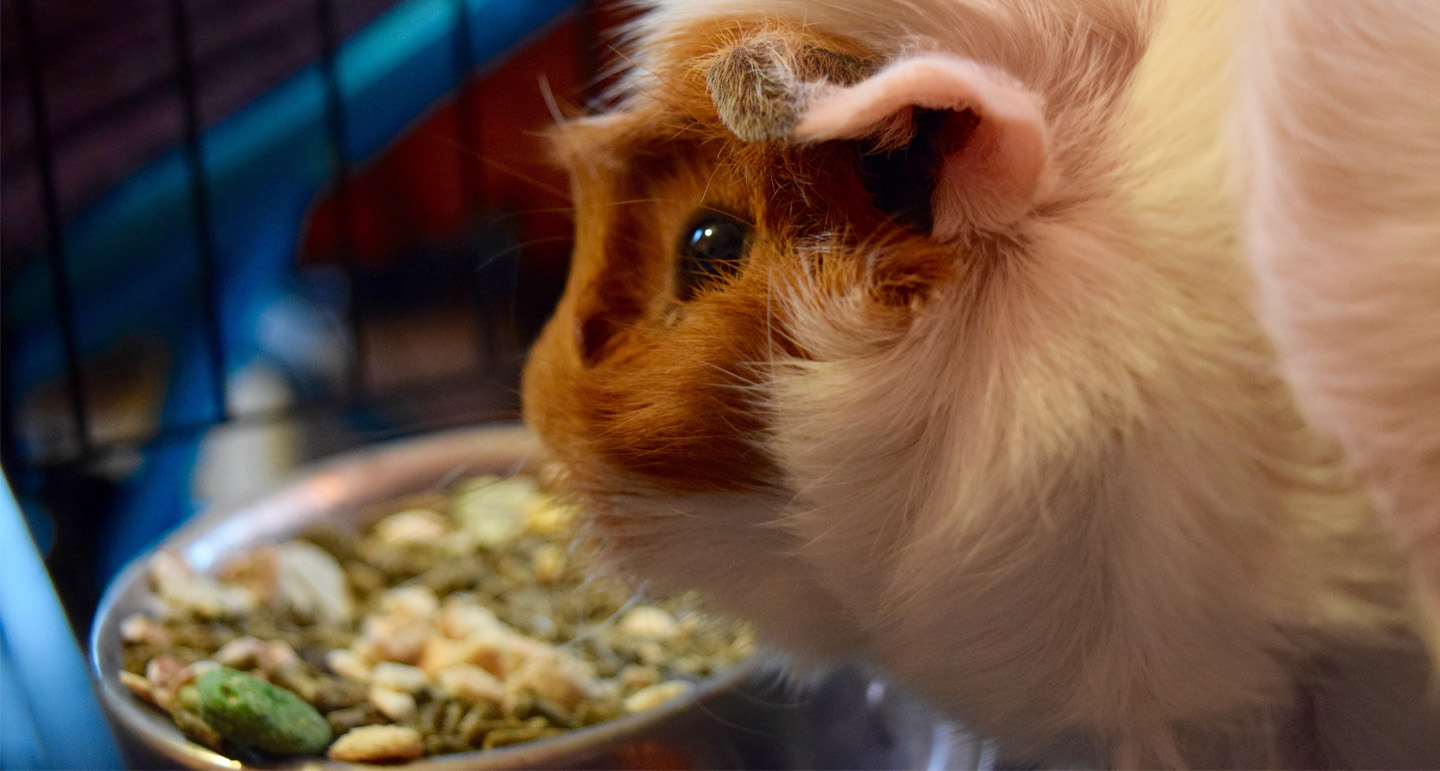 Caviavoer en aanvullende voeding voor cavia's - Pets Place
