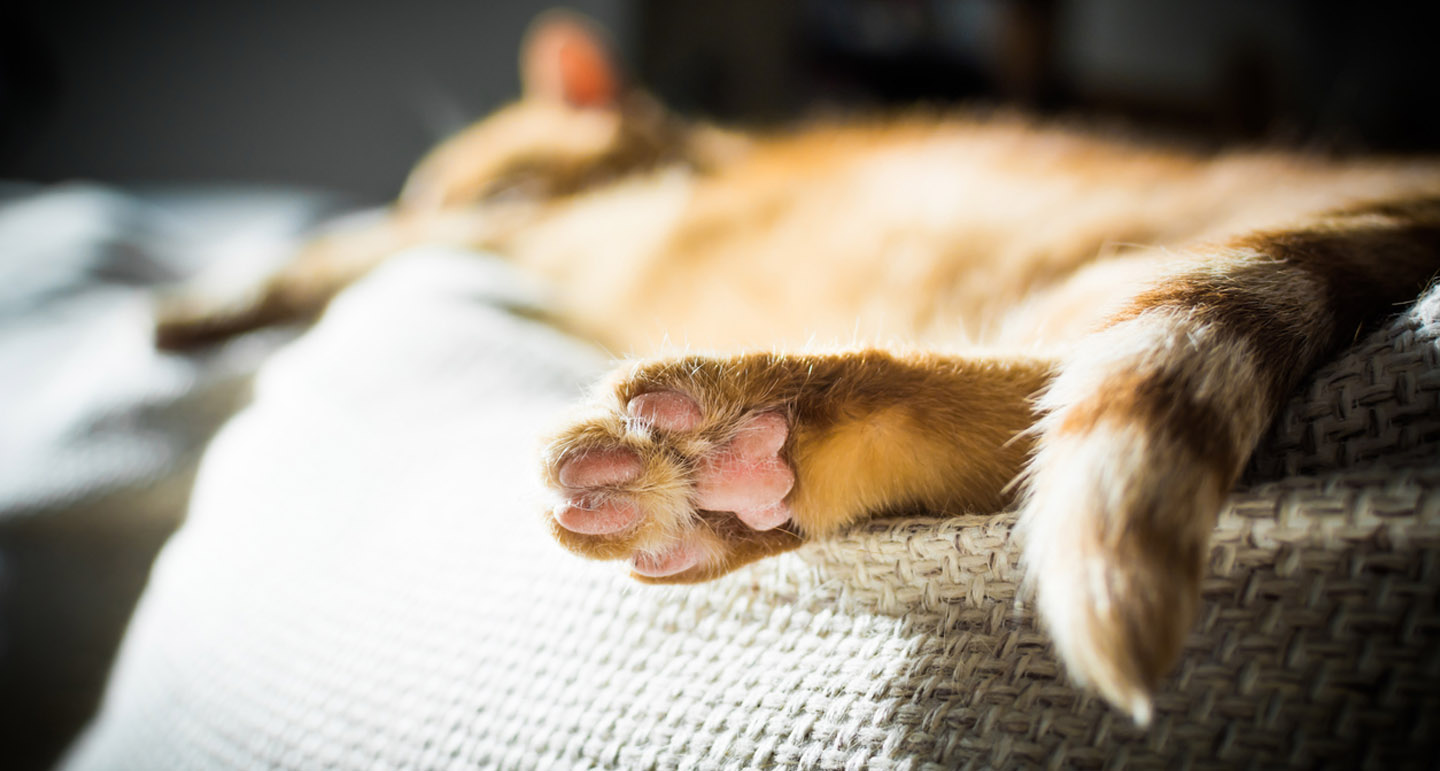 De voetkussens van je hond of kat - Pets Place