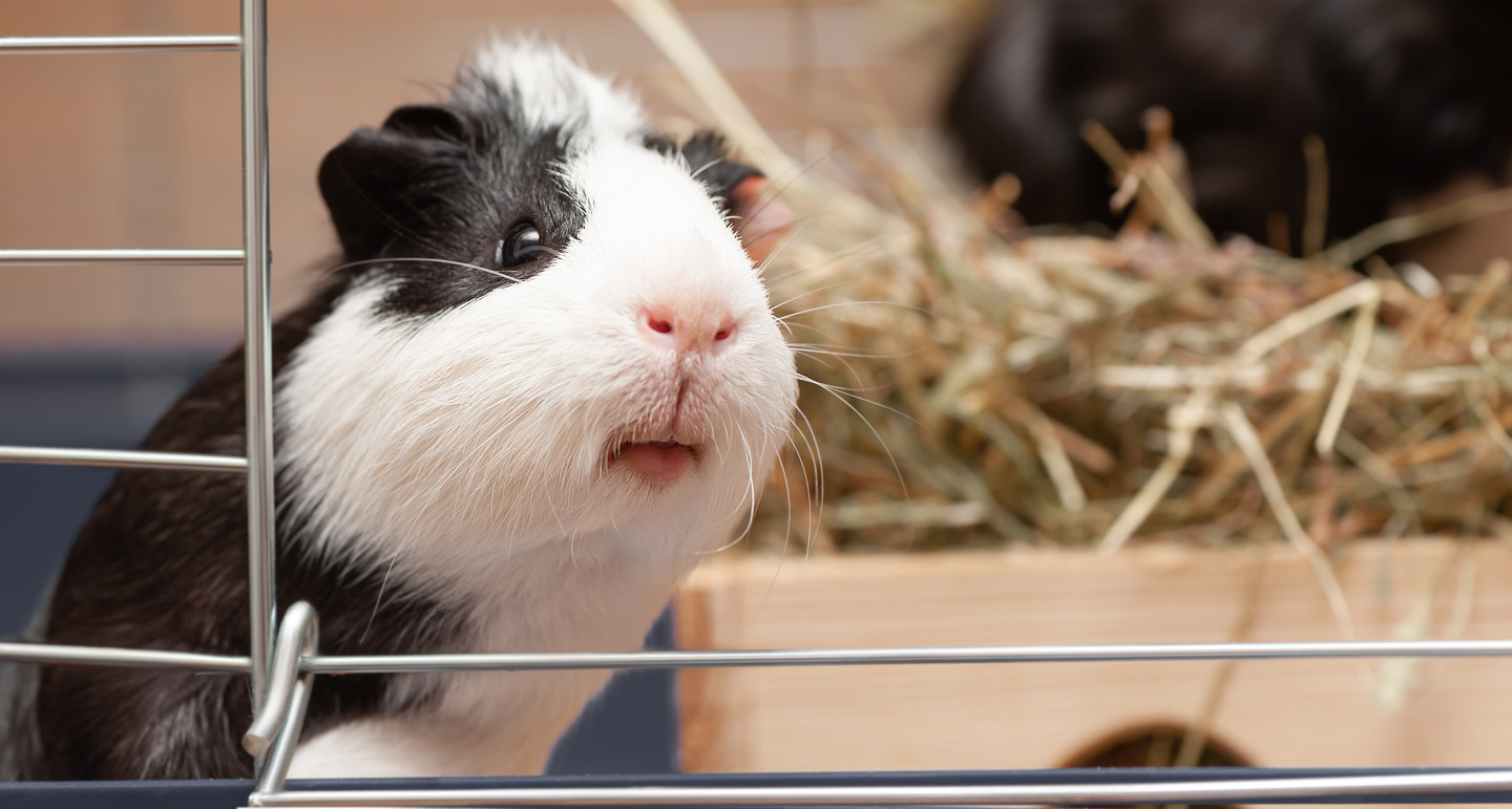 Wat heb je allemaal nodig voor het houden van cavia's? -Pets Place